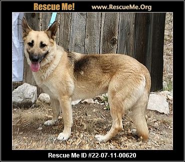 - Texas German Shepherd Rescue - ADOPTIONS - Rescue Me!