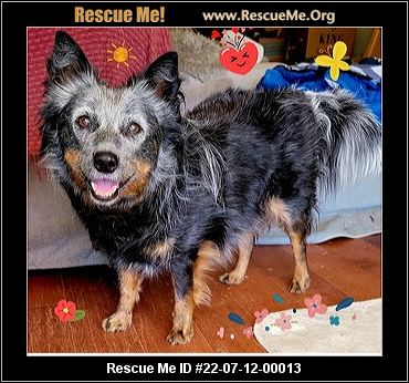 - California Australian Cattle Dog Rescue - ADOPTIONS - Rescue Me!