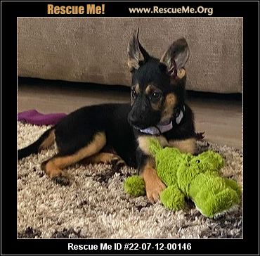 - Indiana German Shepherd Rescue - ADOPTIONS - Rescue Me!