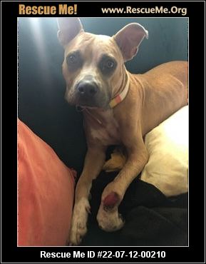 - South Carolina Dog Rescue - ADOPTIONS - Rescue Me!