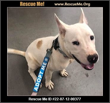 - Arizona Dog Rescue - ADOPTIONS - Rescue Me!