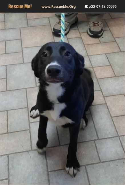 ADOPT 22071200395 ~ Border Collie Rescue ~ Hollister, MO