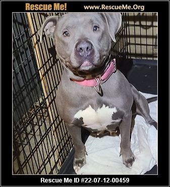 - Michigan Dog Rescue - ADOPTIONS - Rescue Me!