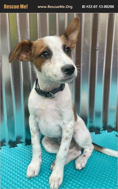 ADOPT 22071300286 ~ Jack Russell Rescue ~ Arkansas