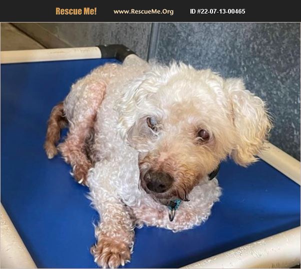 ADOPT 22071300465 ~ Bichon Frise Rescue ~ Palm Bay, FL