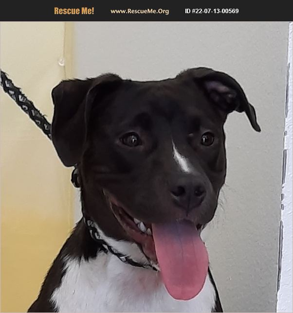 ADOPT 22071300569 ~ Pit Bull Rescue ~ Sterling, CO