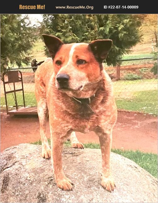 ADOPT 22071400009 ~ Australian Cattle Dog Rescue ~ Anaheim , CA