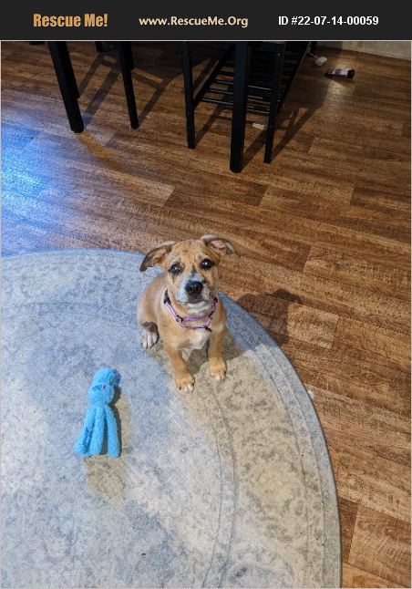 ADOPT 22071400059 ~ Catahoula Rescue ~ Stillwater, OK