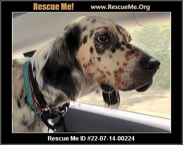 - Texas English Setter Rescue - ADOPTIONS - Rescue Me!