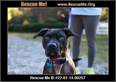 - North Carolina Dog Rescue - ADOPTIONS - Rescue Me!