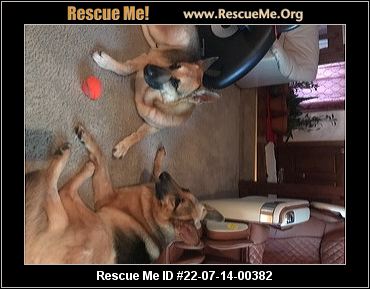 - North Carolina Dog Rescue - ADOPTIONS - Rescue Me!