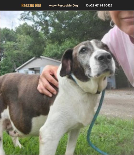 ADOPT 22071400429 ~ Border Collie Rescue ~ Carroll County, MD