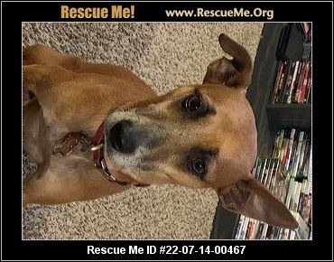 - Texas Dog Rescue - ADOPTIONS - Rescue Me!