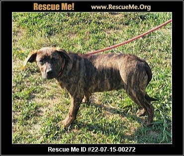 - Virginia Dog Rescue - ADOPTIONS - Rescue Me!