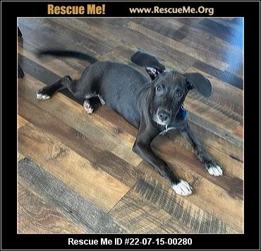 - North Carolina Dog Rescue - ADOPTIONS - Rescue Me!