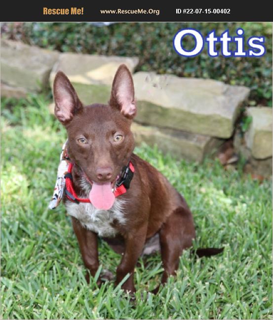 ADOPT 22071500402 ~ Australian Kelpie Rescue ~ Humble, TX