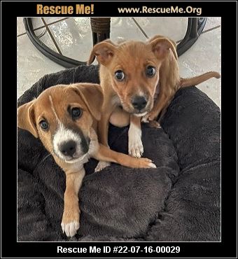 - New Jersey Dog Rescue - ADOPTIONS - Rescue Me!