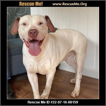 - Ohio Dog Rescue - ADOPTIONS - Rescue Me!