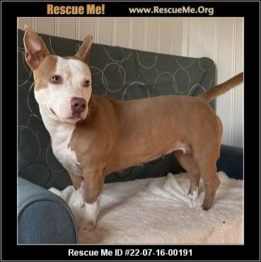 - Ohio Dog Rescue - ADOPTIONS - Rescue Me!