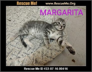 - Florida Cat Rescue - ADOPTIONS - Rescue Me!