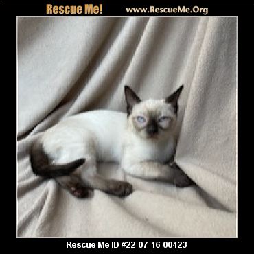 - California Siamese Rescue - ADOPTIONS - Rescue Me!