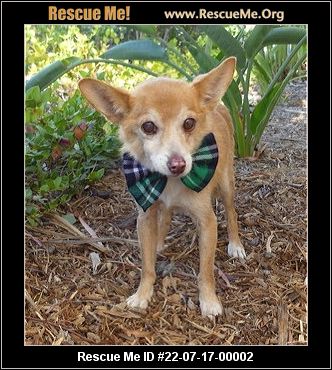- California Dog Rescue - ADOPTIONS - Rescue Me!