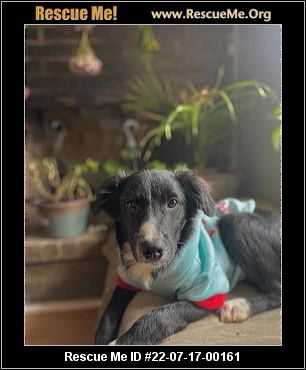 - Oklahoma Dog Rescue - ADOPTIONS - Rescue Me!