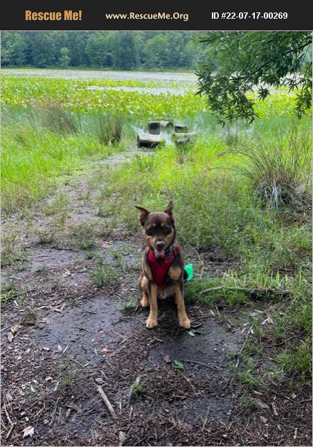 ADOPT 22071700269 ~ Australian Kelpie Rescue ~ Odenton, MD