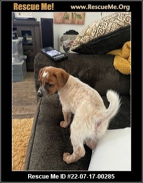 - Texas Dog Rescue - ADOPTIONS - Rescue Me!