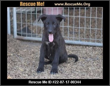 - California Dog Rescue - ADOPTIONS - Rescue Me!