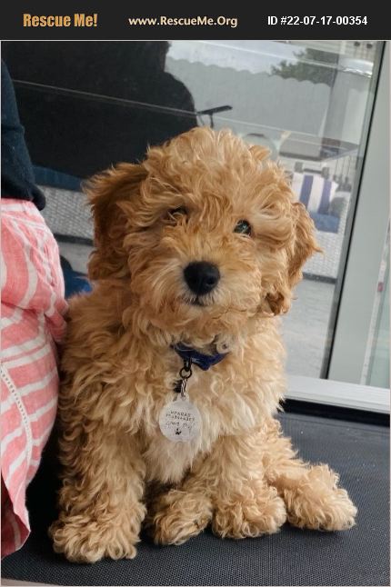 ADOPT 22071700354 ~ Poodle Rescue ~ MIAMI, FL