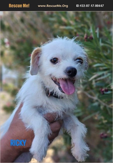 ADOPT 22071700447 ~ Jack Russell Rescue ~ Rancho Cucamonga, CA