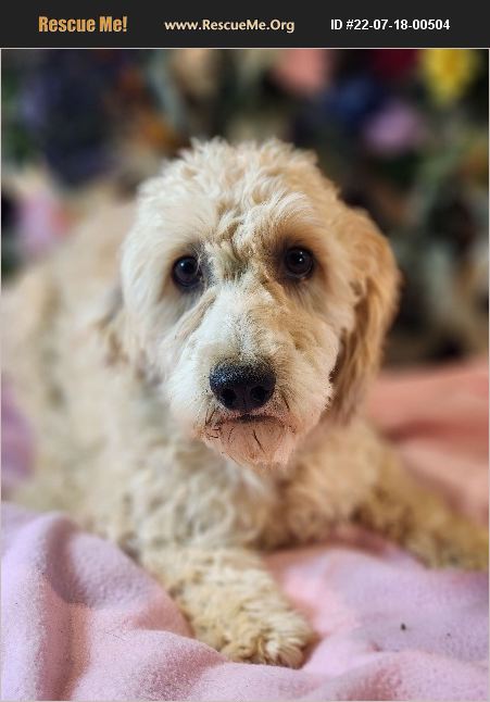 ADOPT 22071800504 ~ Cockapoo Rescue ~ Bon Carbo, CO