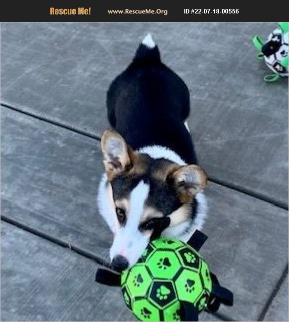 ADOPT 22071800556 ~ Corgi Rescue ~ Paso Robles, CA