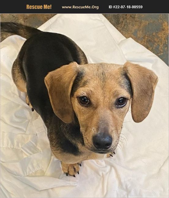 ADOPT 22071800559 ~ Dachshund Rescue ~ Newtown, CT