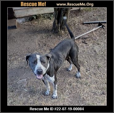 - Texas Pit Bull Rescue - ADOPTIONS - Rescue Me!