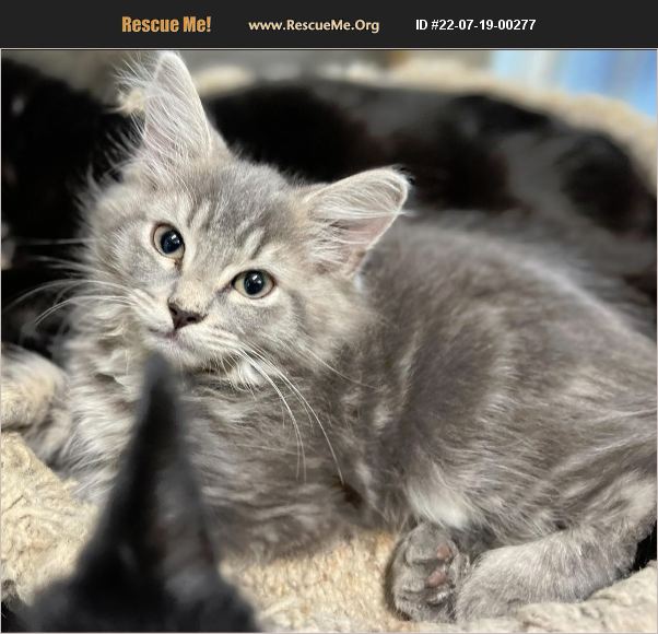 ADOPT 22071900277 ~ Manx Rescue ~ CLEVELAND, OH