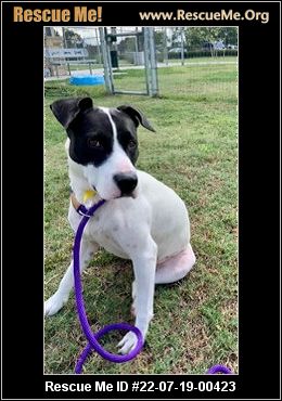 - Texas Pit Bull Rescue - ADOPTIONS - Rescue Me!