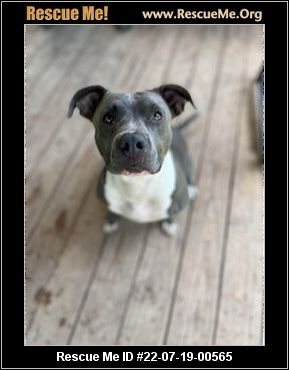 - Texas Pit Bull Rescue - ADOPTIONS - Rescue Me!