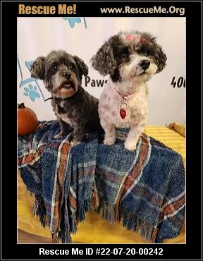 - Florida Maltese Rescue - ADOPTIONS - Rescue Me!