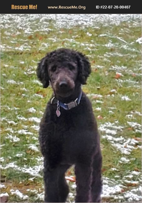 ADOPT 22072000407 ~ Poodle Rescue ~ Iola, KS