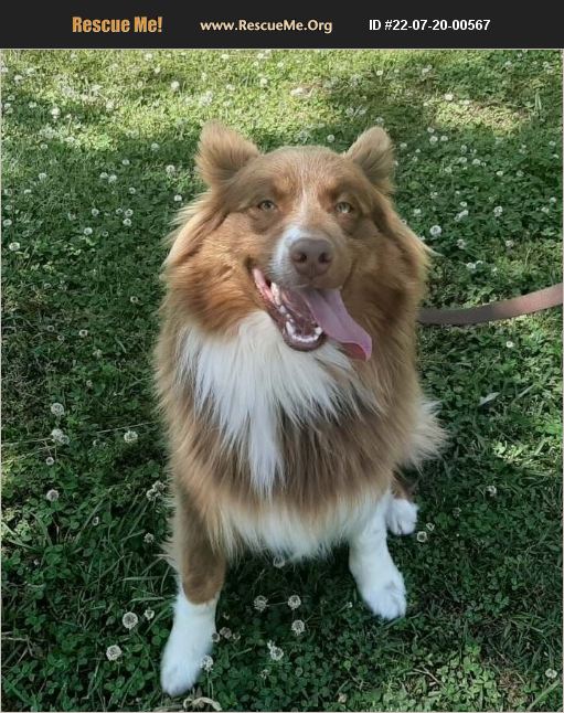 ADOPT 22072000567 ~ Border Collie Rescue ~ , FL