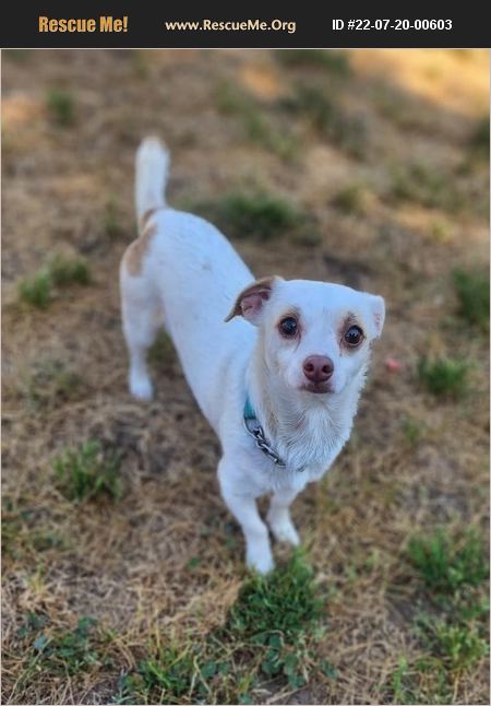 ADOPT 22072000603 ~ Chihuahua Rescue ~ Eugene, OR