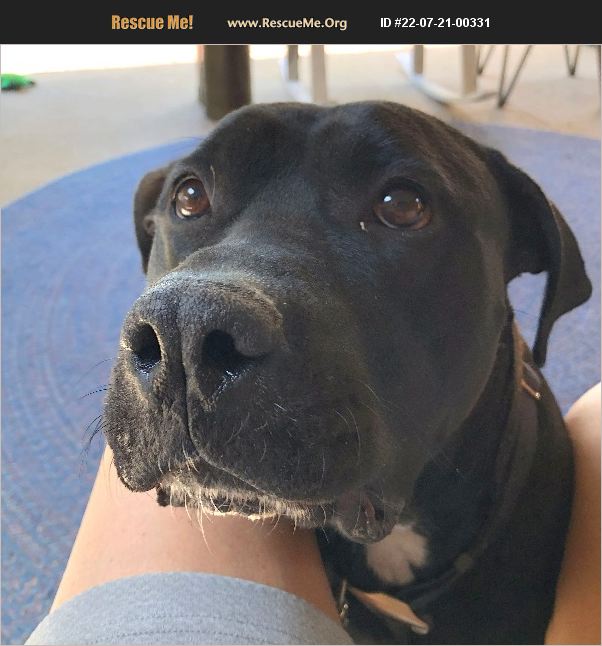 ADOPT 22072100331 ~ Pit Bull Rescue ~ Denver, CO