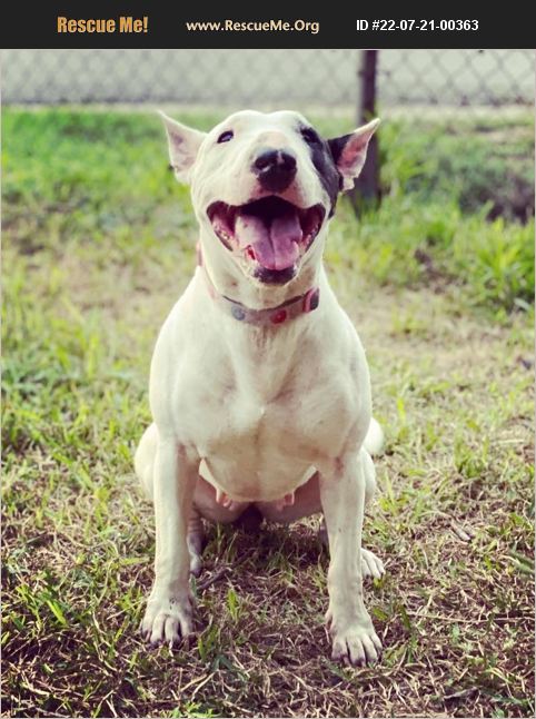 ADOPT 22072100363 ~ Miniature Bull Terrier Rescue ~ Houston, TX