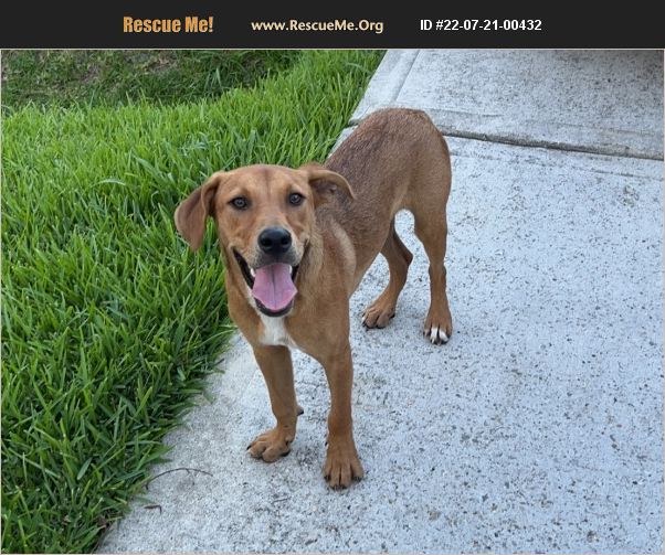 ADOPT 22072100432 ~ Rhodesian Ridgeback Rescue ~ Houston, TX
