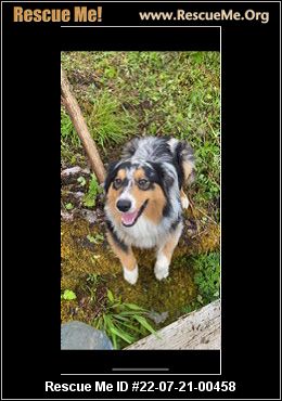 - Oregon Dog Rescue - ADOPTIONS - Rescue Me!