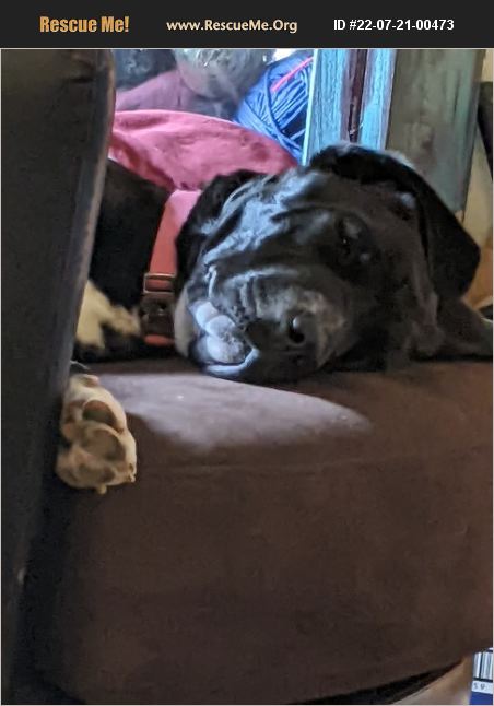 ADOPT 22072100473 ~ Bloodhound Rescue ~ Maiden, NC