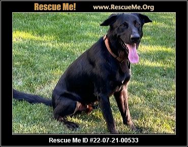 - Indiana German Shepherd Rescue - ADOPTIONS - Rescue Me!
