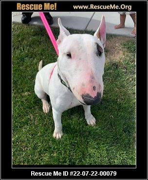 - California Bull Terrier Rescue - ADOPTIONS - Rescue Me!